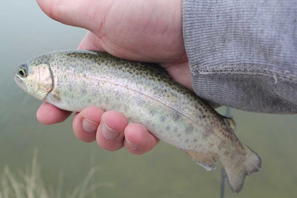 Great Salt Lake - Junesucker.com - Northern Utah Fishing